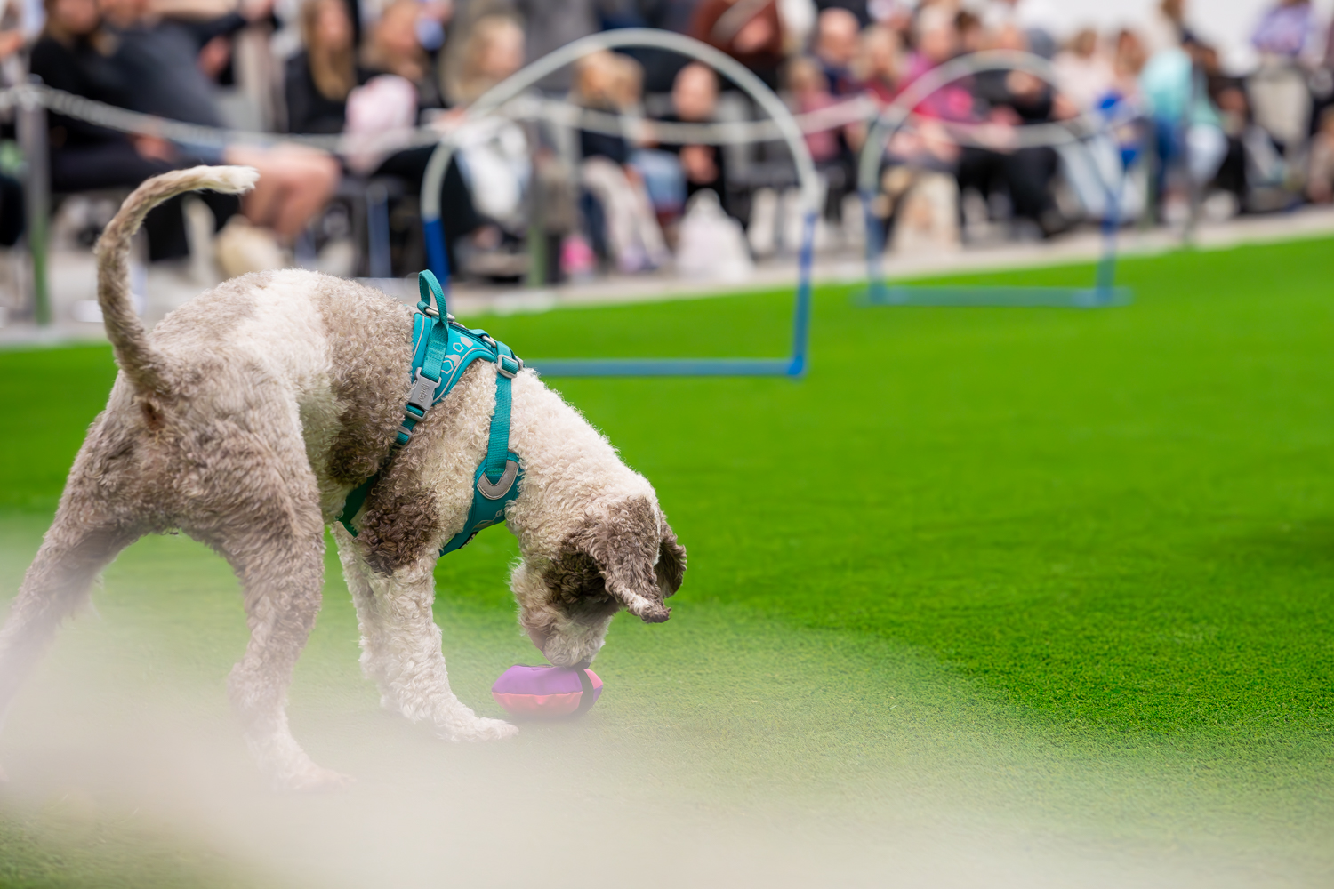 Lapsimessut tapahtumassa - Lapsimessut